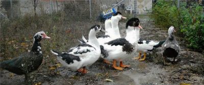 Canard de race Mulard: conseils pour grandir à la maison
